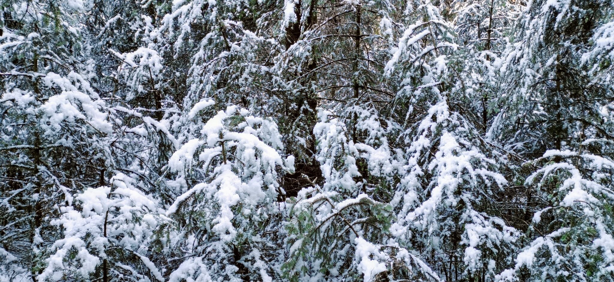 Schneegestöber auf der Startseite | Benjamin Stocker-Zaugg